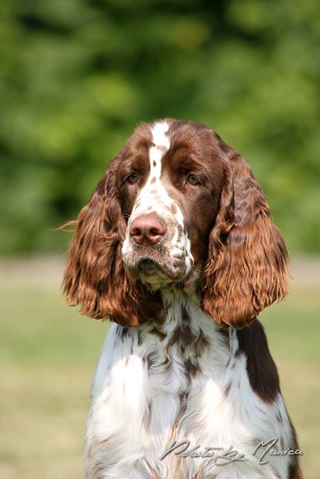 Premiär för Sally - Kennel Beeline