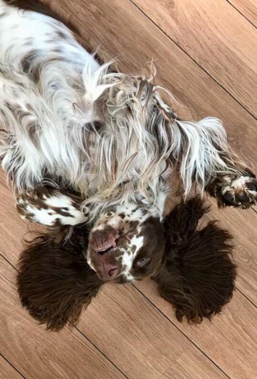 sally - Kennel Beeline