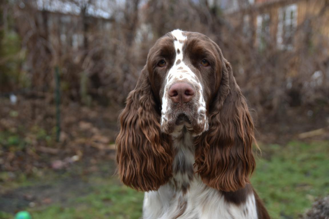 sally - Kennel Beeline