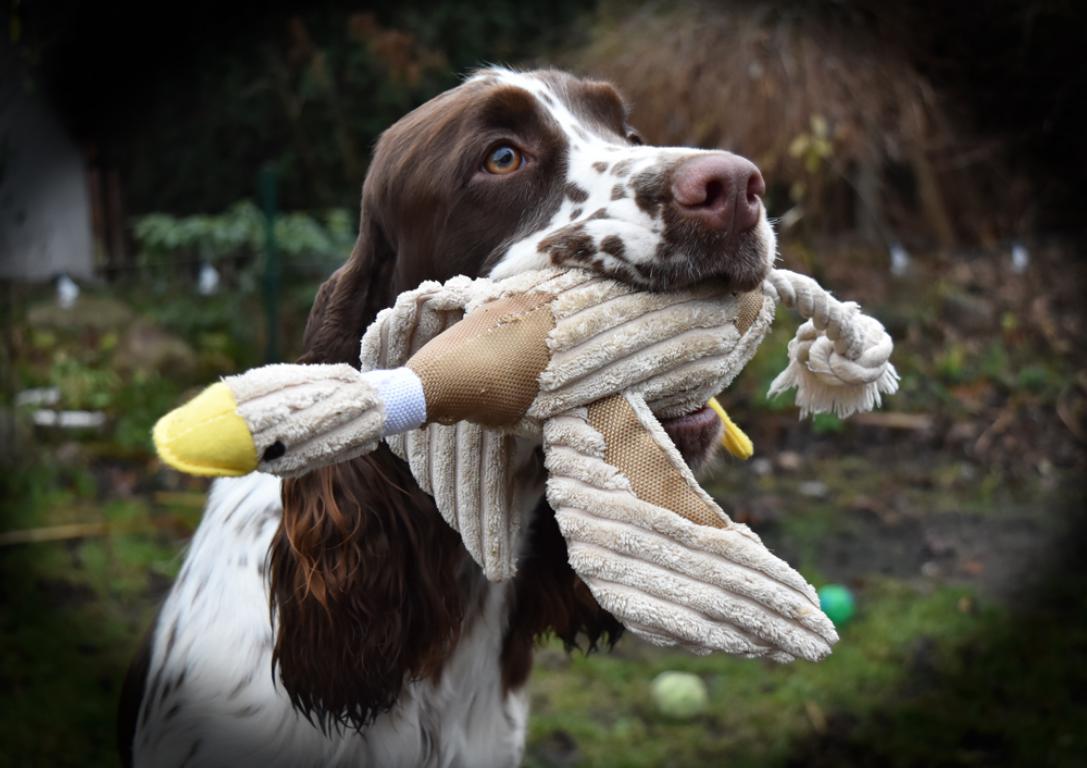 sally - Kennel Beeline