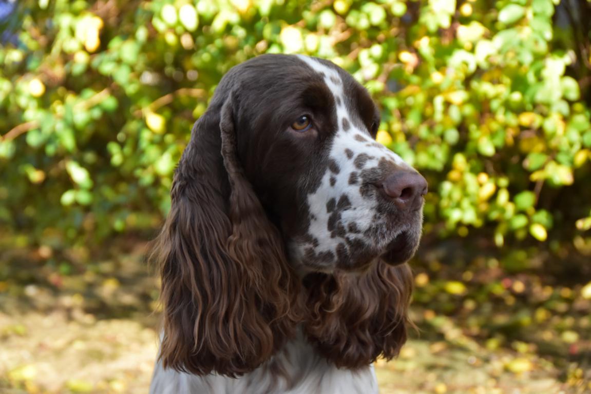 sally - Kennel Beeline