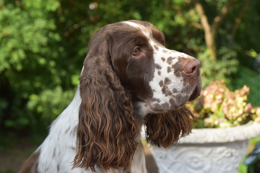 sally - Kennel Beeline