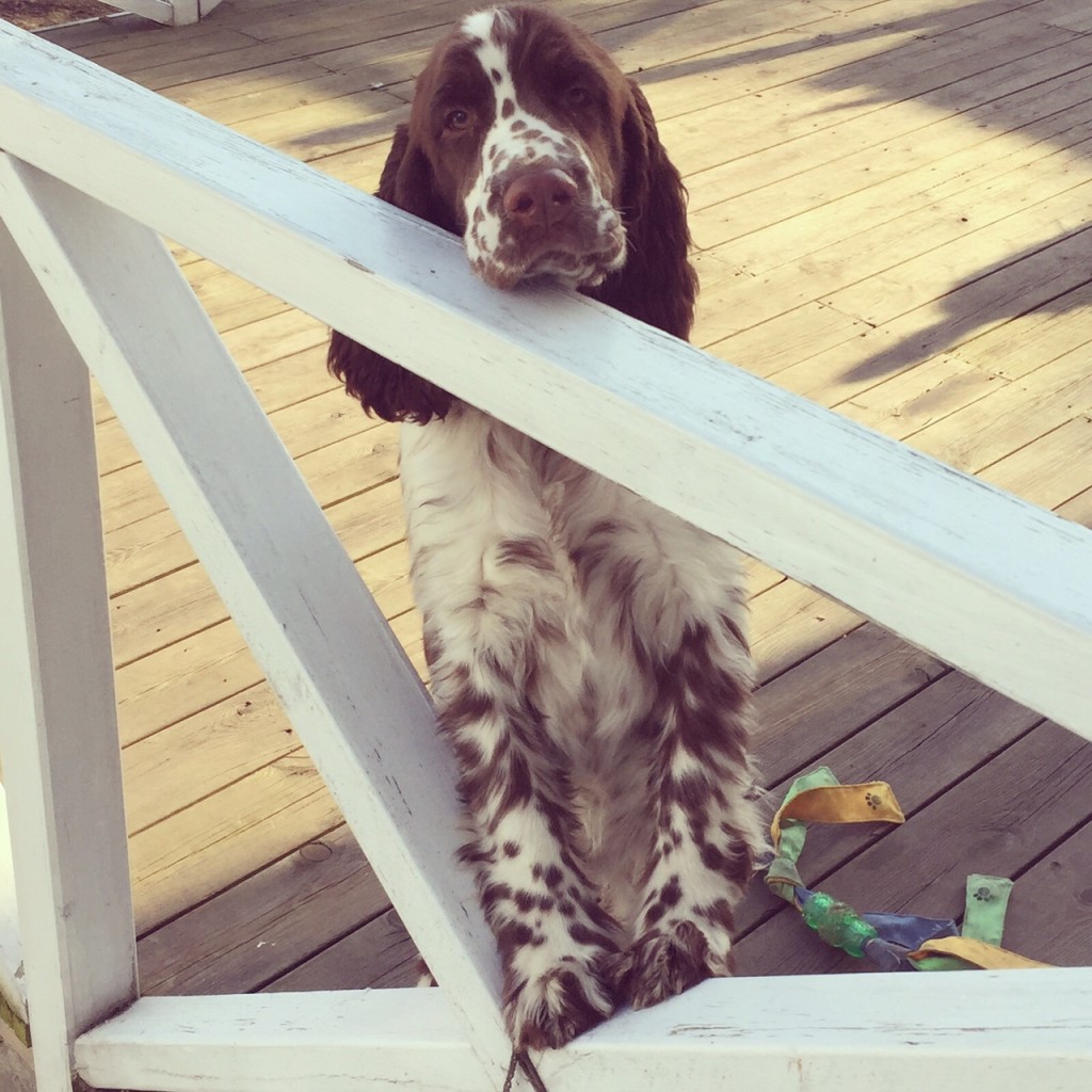 sally - Kennel Beeline